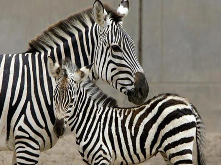 Mama Baby Zebra Pictures