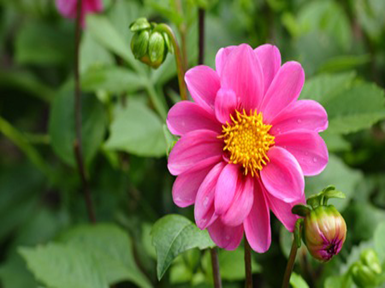 Printable Pink Flower Pictures